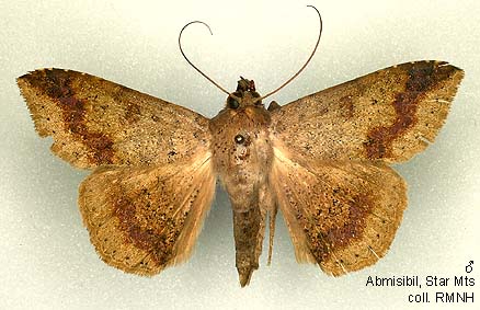 Papua Insects Foundation (Lepidoptera/Erebidae (Erebinae, Hulodini ...